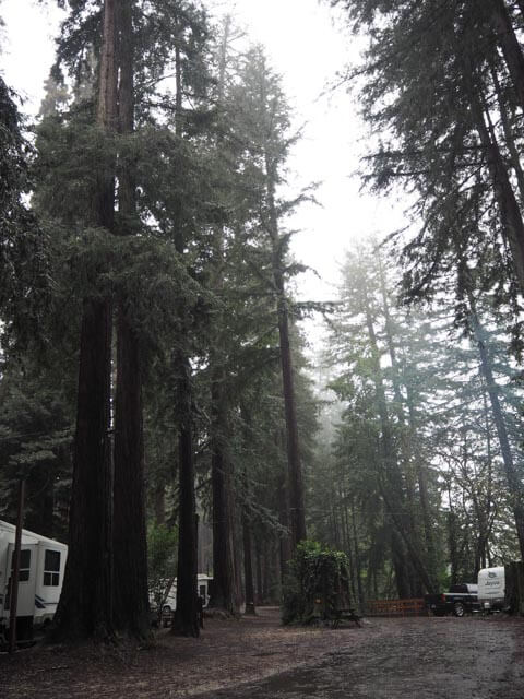 Destination and Delivery: Santa Cruz Redwoods RV Resort - GoSilver